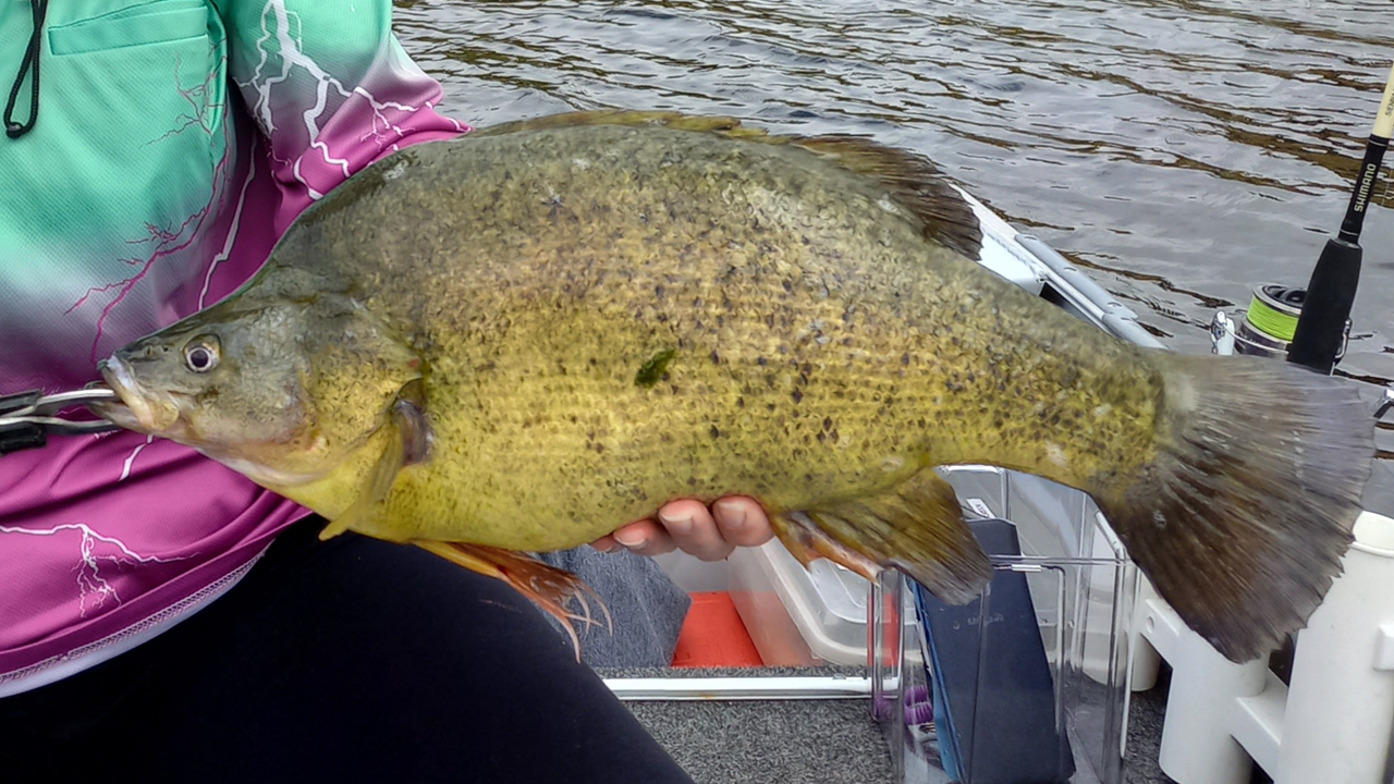 Aussie Native Lures – Unique Lures that Match the Hatch